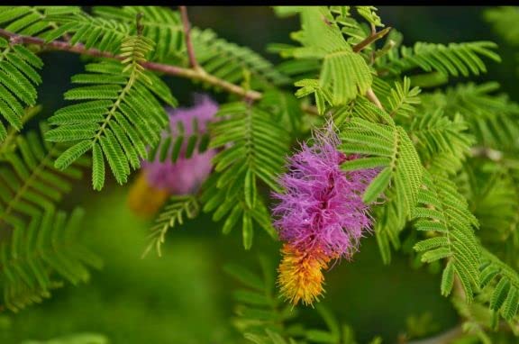 Balbasaur shami tree, prosopis cineraria plant, banni maram, banni mara ...