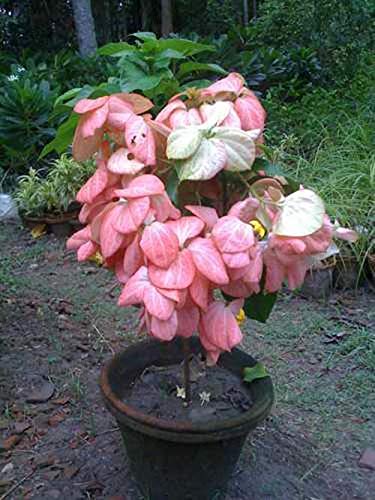 Buy LushGreen Rare Mussaenda, Ashanti Blood, Red Bush Flower Live (1 y ...