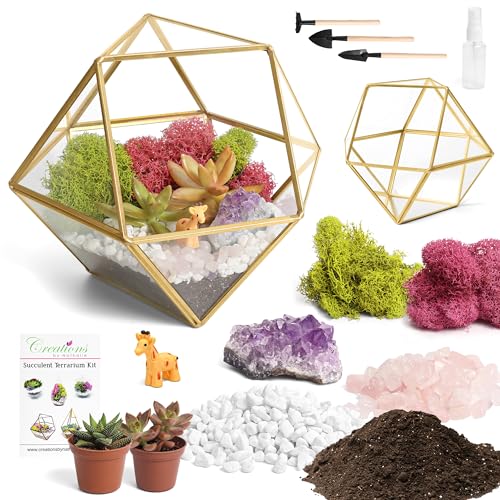 DIY Succulent Kits: Fun Gifts For Plant Lovers