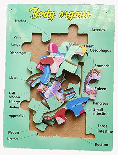 TECHBLAZE Wooden Human Digestive System Puzzle Board Learning ...