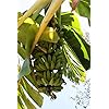 Grand nine G9 Banana Fruit Plant Kela Tree Live Plant Original Hybrid ...