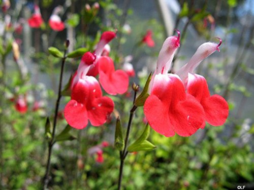 Salvia hot lips - How to grow & care