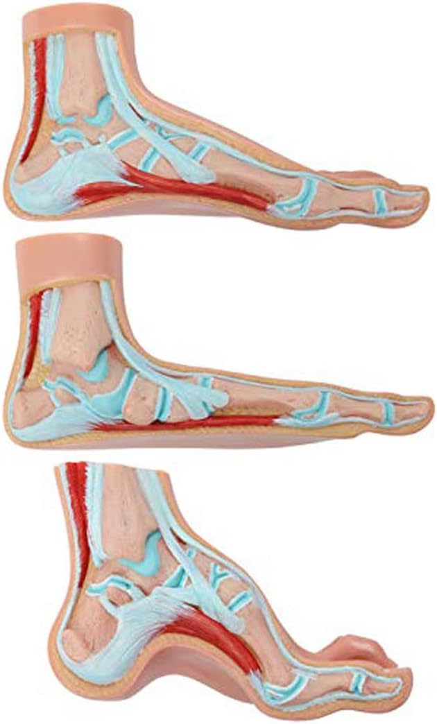 Educational Model,Human Foot Anatomy Model 13" Tall Podiatry Model is A ...