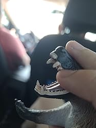 Amazon.com: Safari Ltd. Hyaenodon Gigas Figurine - Detailed 6.75 ...