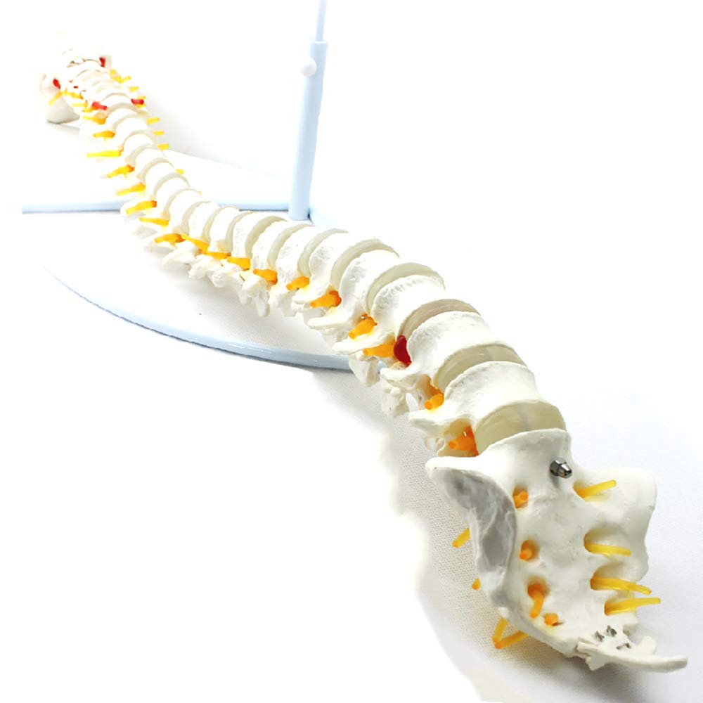 Buy Human Spine Model, Anatomical Human Spine, Lumbar Vertebrae ...