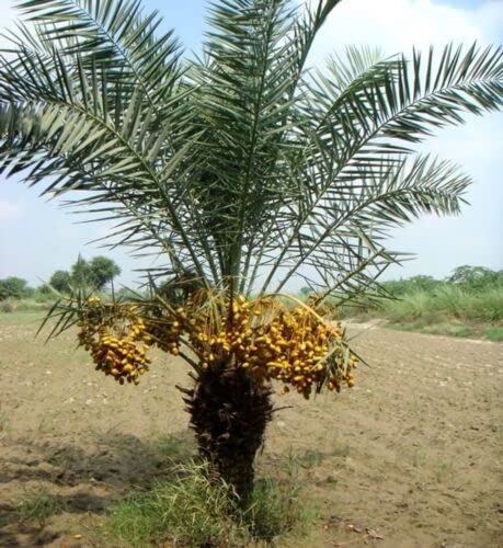 Barhi dates tree - How to grow & care
