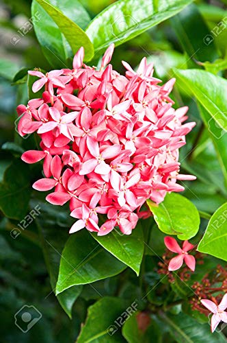 Live Plant Hybrid Pink Ixora Ixroa-Pink-Flower Blossoms In The Summer ...