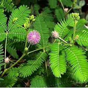 Shami tree seed | 20 seeds : Amazon.in: Garden & Outdoors