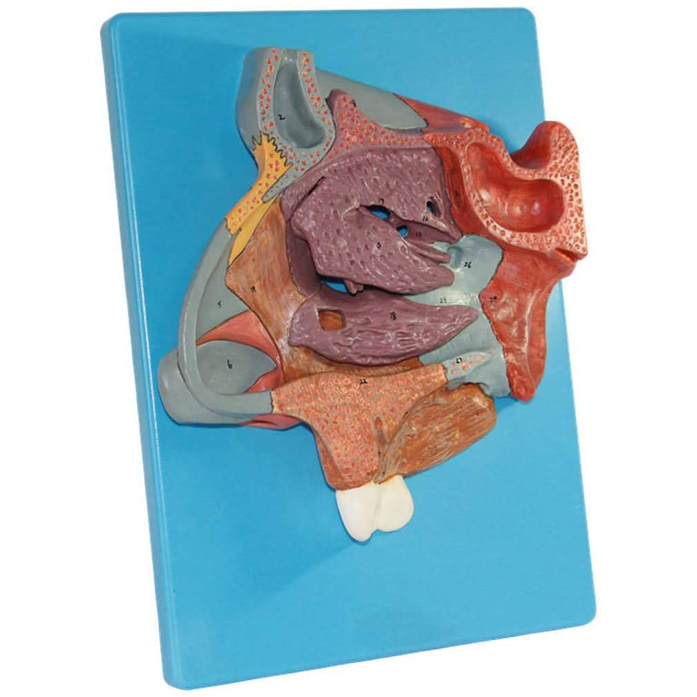 Buy Femain Model Perineal Muscle - Perineal Anatomical Model ...