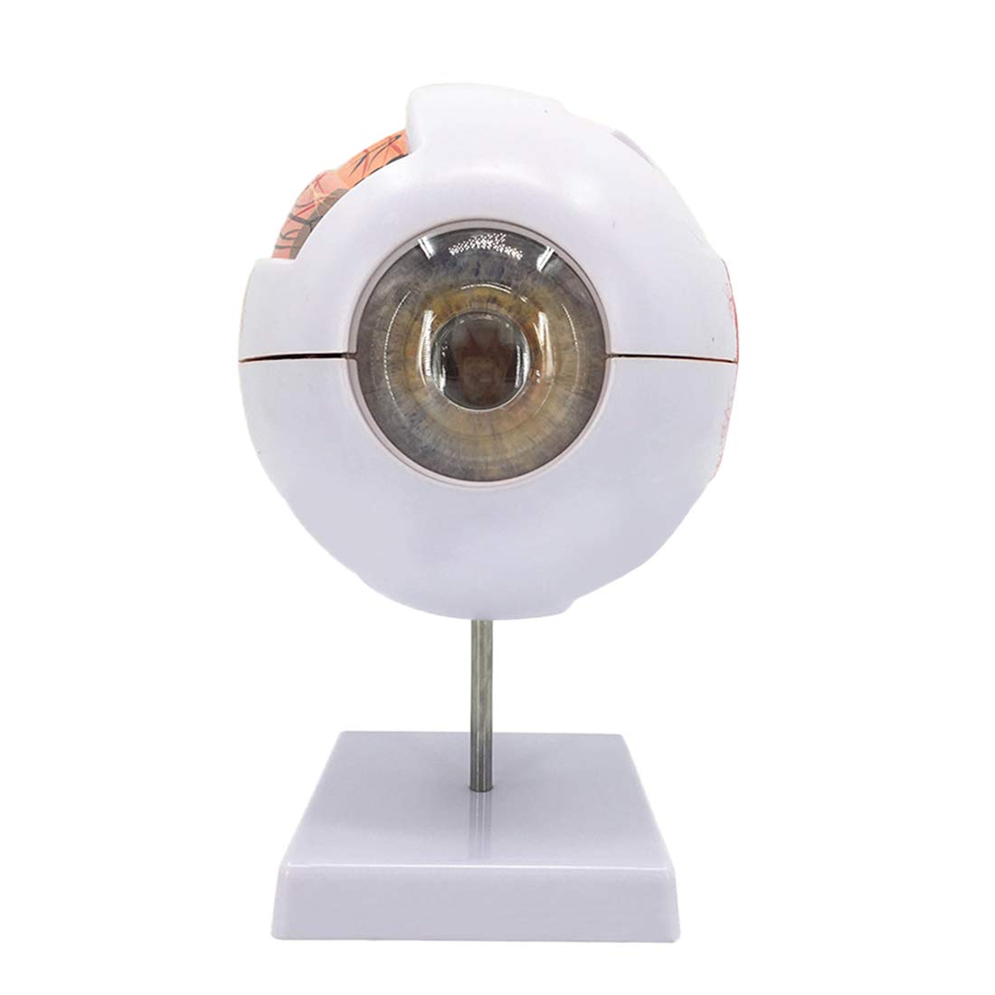 Buy Haoun 6X d Human Eye Anatomical Model, Anatomically Accurate Eye ...