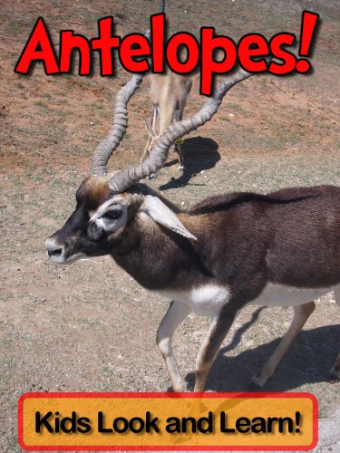 Antelopes! Learn About Antelopes and Enjoy Colorful Pictures - Look and ...