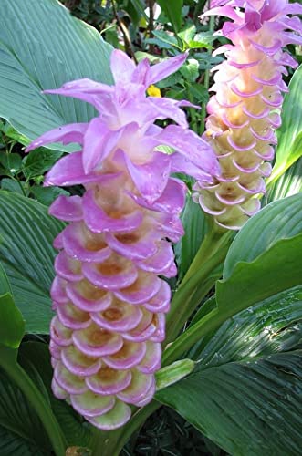 Radha Krishna Agriculture® Curcuma alismatifolia, commonly called Siam ...