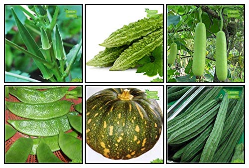 Creative Farmer Plants Seeds Combo Vegetable Seeds : Bhindi (Arka ...