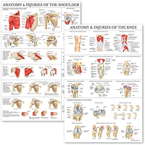 Palace Learning 2 Pack - Anatomy and Injuries of The Knee & Shoulder ...