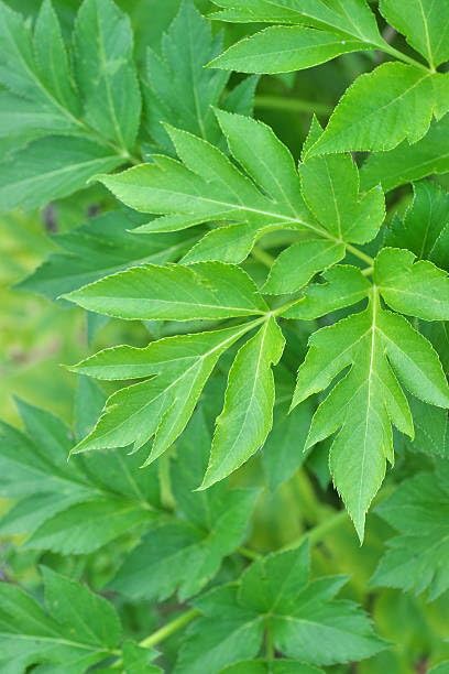 Ashitaba Plant Seeds