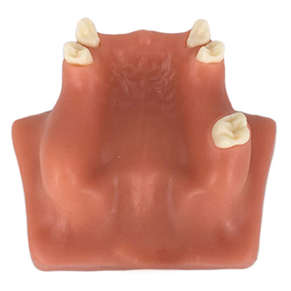 Buy FHUILI Dental Im Training Model Dental Education Models - Maxilla ...