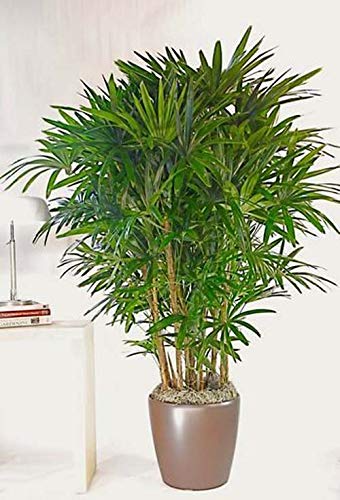 LushGreen Gardens Rhapis Excelsa Lady Finger Palm Plant for Tabletop ...