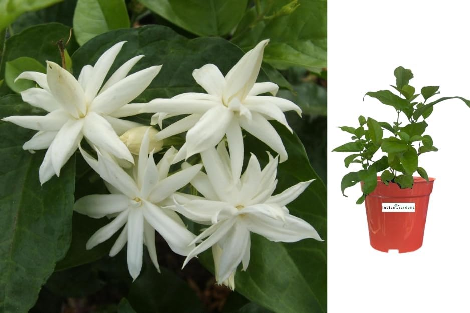 Indian Gardens - Mysore Malli/Madras malli Jasmine live plant | Indoor ...