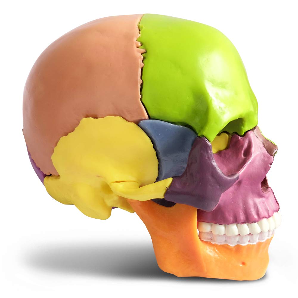 Snapklik.com : 2024 New Anatomy Skull Model 15+5 Parts Human Anatomy ...