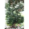 Amazon.com : Podocarpus Macrophyllus I 3 Large Gallon Size Plants I Japanese Yew I Live ...