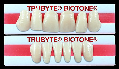 Amazon.com: Dentsply 16366U61A25 TRUBYTE Biotone Plastic Denture Teeth ...