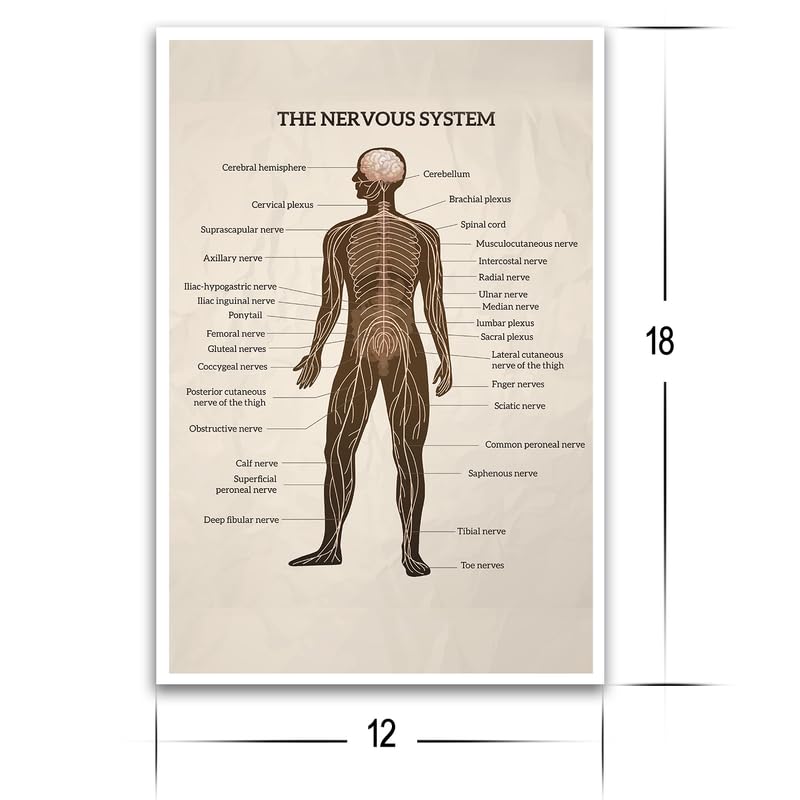 Free Editable Printable Anatomy Poster Templates Canva, 55% OFF