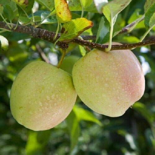 Anna Apple tree - How to grow & care