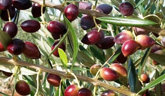 THE GREEN VIEW GARDENS Live Plant Olive (Zaitoon) /European Olive High ...