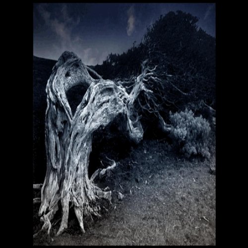 Amazon.com: Devil on a Tree Stump : Vern Parsons & Coy DeLuca: Digital ...