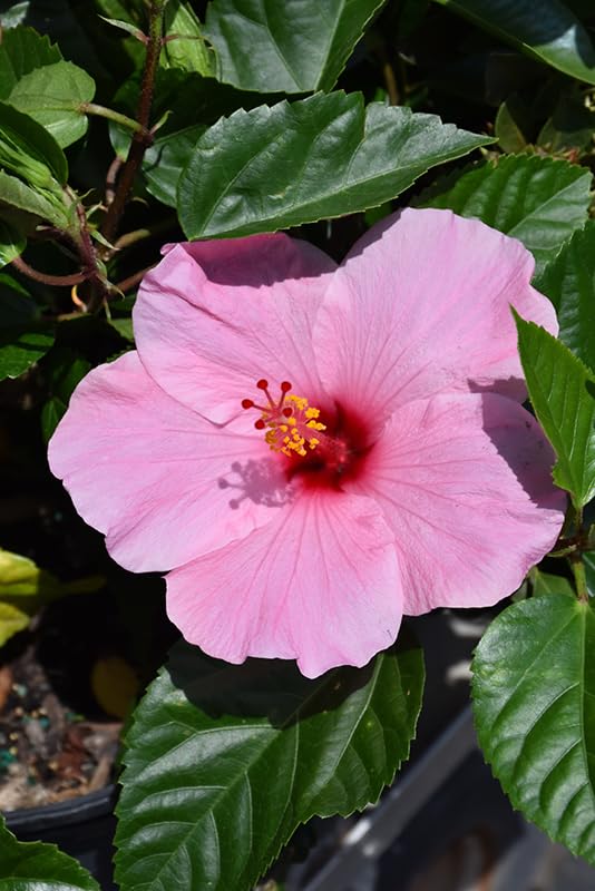 Cloud Farm Rare Chemparathi Plant Exotic Hibiscus 'PINK Color ' 1 ...