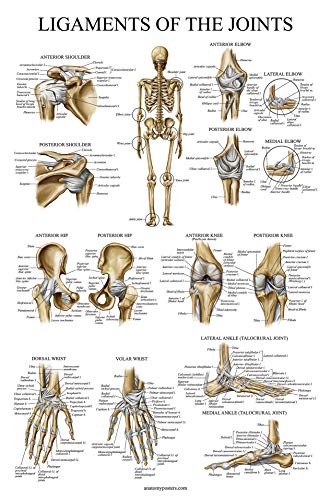 Ligaments of The Joints Anatomical Poster - Laminated - Ligament ...