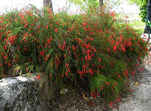 Firecracker plant - How to grow & care