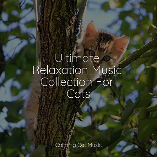 Amazon Music Unlimited - Cat Music, RelaxMyCat & Official Pet Care ...