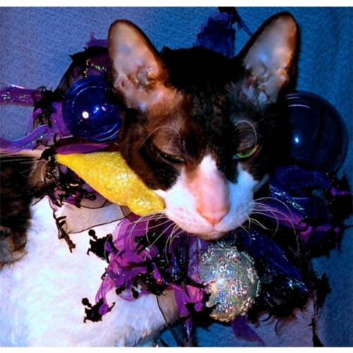 Play Prune Pit Pasodobles by Kitty Allen on Amazon Music