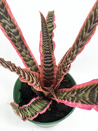 Cryptanthus bromelioides - How to grow & care