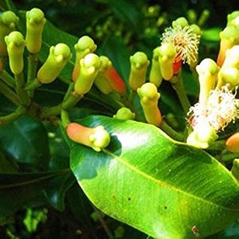 Clove Lavang 'Syzigium Aromaticum' Laung Grambu Masala Spice Plant ...