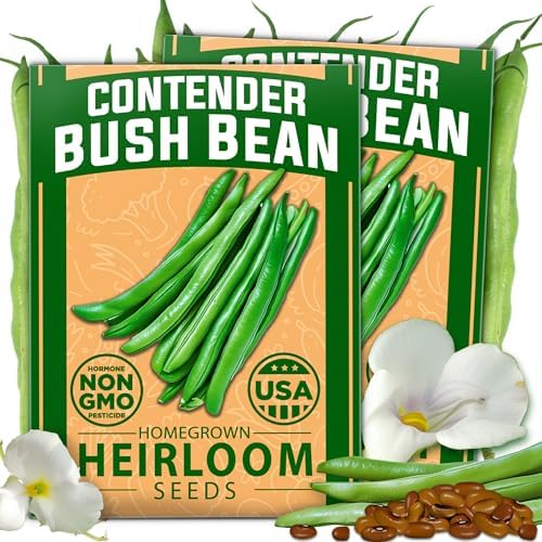 Amazon.com : HOME GROWN Contender Bush Bean Seeds Pack - 28 Seeds - USA ...