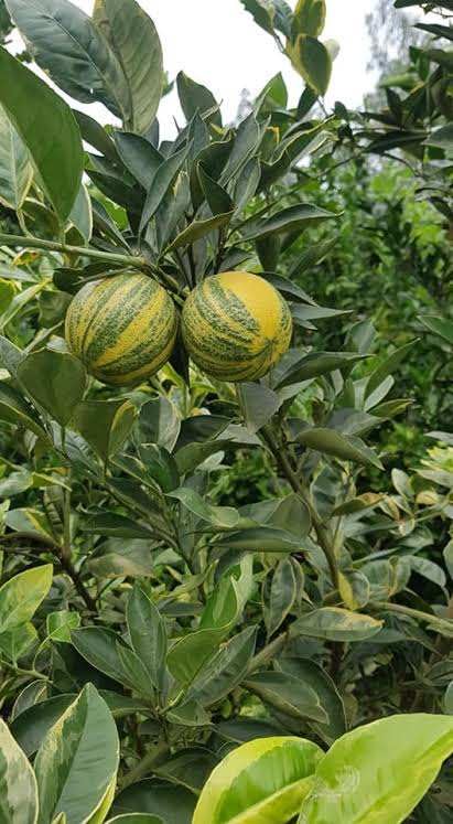 Malta plant grafted live (Pack of 2) : Amazon.in: Garden & Outdoors