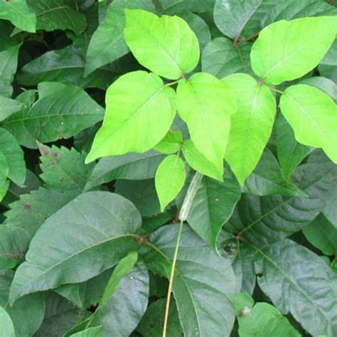 Mphmi Plants Live Bel Patra/Bel Tree/Bilva Patra/Bael/Bel Pathar Fruit ...