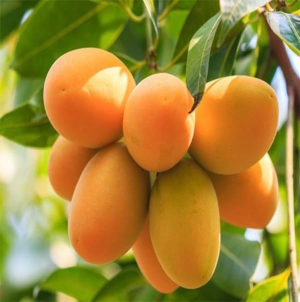 MITU Outdoor Living Mango Plant Gardens Mango Plant Dwarf Malda Fazli ...