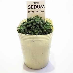Amazon｜ITANSE セダム クラッスラ トランスパール 2.5号 4個セット 品種で選べる多肉植物 学名 Crassula sp. Transvaal/ベンケイソウ科クラッスラ属 半 ...