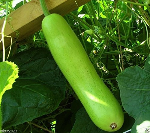 Upo Bottle Gourd Asian Vegetables Calabash Gourds Amazon.com : 20+