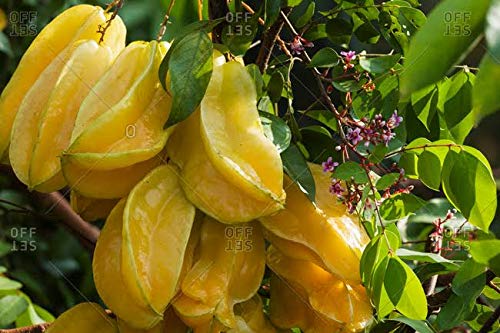 Amazing Store Hybrid Grafted Kamrak/Star Fruit/Carambola Tree Plant ...