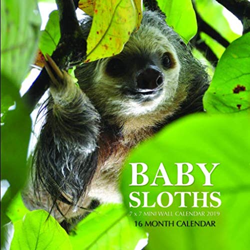 Baby Sloths 7 x 7 Mini Wall Calendar 2019: 16 Month Calendar: Landon ...