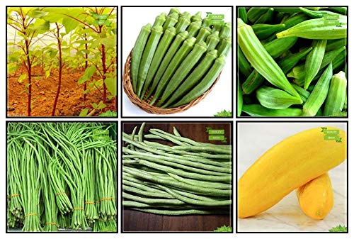 Creative Farmer Seeds And Plants Combo Vegetable Seeds : Amaranthus ...