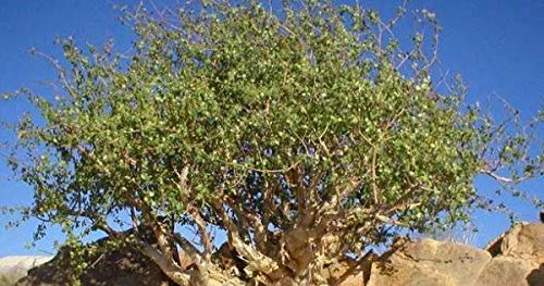 Green Paradise® Live Guggul Commiphora Wightii Healthy Plant : Amazon ...
