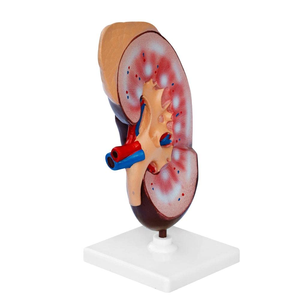 Kidney External Anatomy The Kidneys: Paramedic Guide