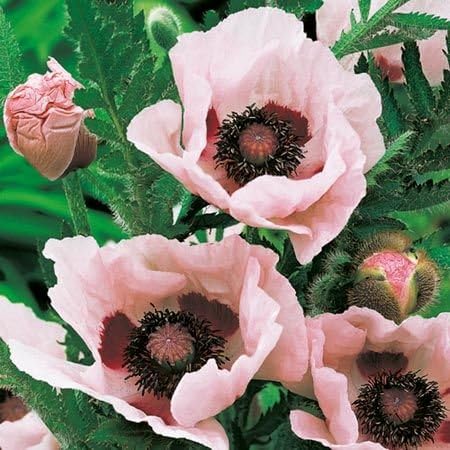 Amazon.com: NEW! 40+ CORAL REEF POPPY FLOWER SEEDS / PERENNIAL ...