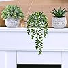 Amazon.com: Winlyn 3 Pcs Assorted Small Potted Succulent Plants ...
