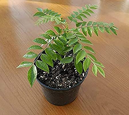 Royal Gardens Curry Leaves Herb Plant in Black Pot (Sweet Neem), Curry ...